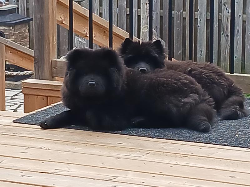 Purina Pro Plan Complete Essentials Adult High-Protein Shredded Blend ...