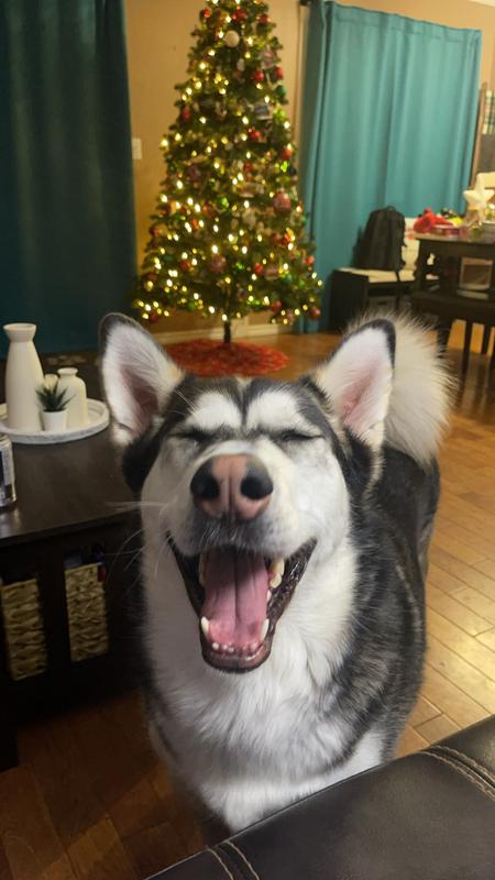 Purina Pro Plan Veterinary Diets DH Dental Health Formula Adult Dog ...