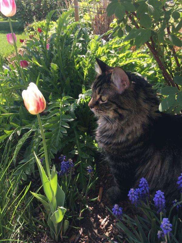 Purina Pro Plan Veterinary Diets HA Hydrolyzed Feline Formula Dry Cat ...