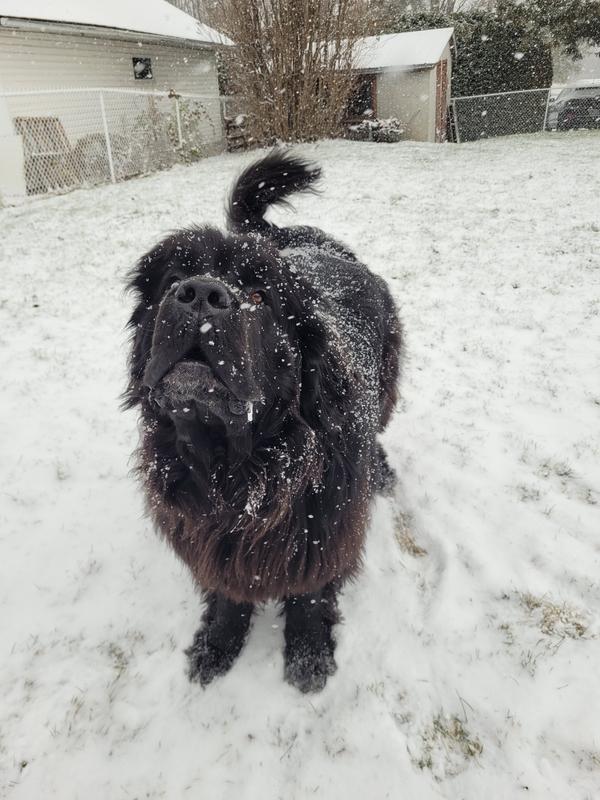 Purina Pro Plan Veterinary Diets DH Dental Health Formula Adult Dog ...