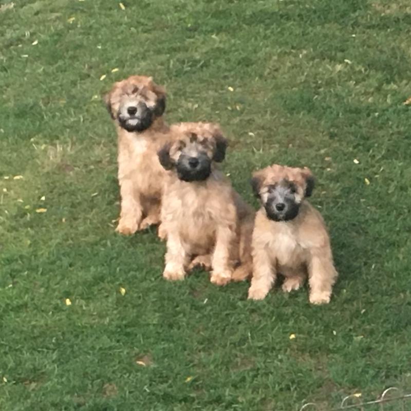 Purina Pro Plan Probiotic Sensitive Stomach Sensitive Skin & Stomach ...