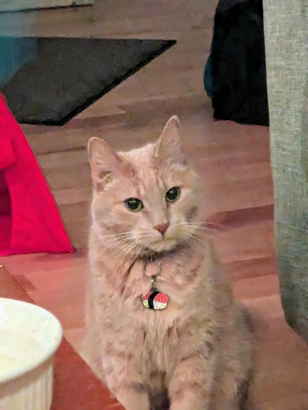 Purina Pro Plan Veterinary Diets Adult UR St/Ox Urinary Formula Dry Cat ...