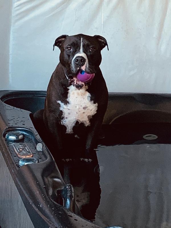 Purina Pro Plan Veterinary Diets NF Kidney Function Formula Adult Dry ...