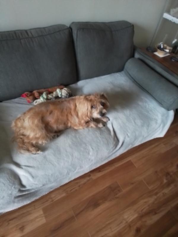 Purina Pro Plan Complete Essentials Adult High-Protein Shredded Blend ...