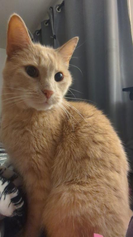 Purina Pro Plan Veterinary Diets Adult UR St/Ox Urinary Formula Dry Cat ...