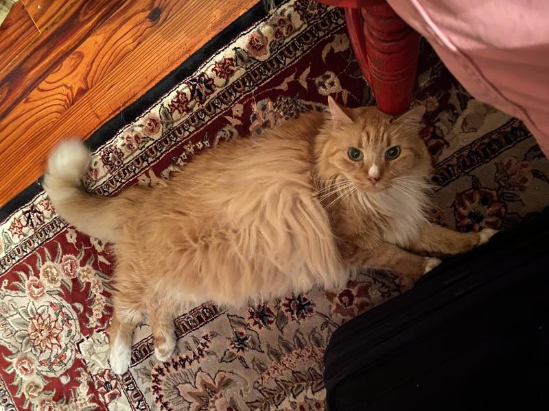 Purina Pro Plan UR Urinary Cat Food Variety Pack 5.5 oz 24 ct