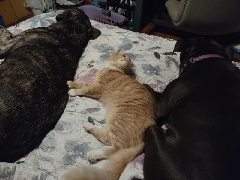 Purina Pro Plan Veterinary Diets UR Urinary St/Ox Feline Formula Dry ...