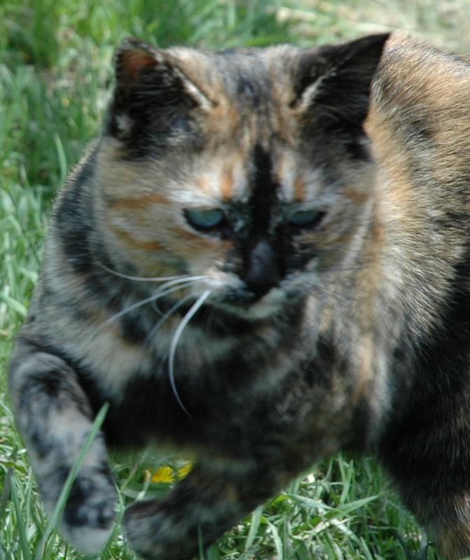 Purina Pro Plan Vet UR Urinary St/Ox Wet Cat Food, 5.5 oz., 24 Ct. | Petco