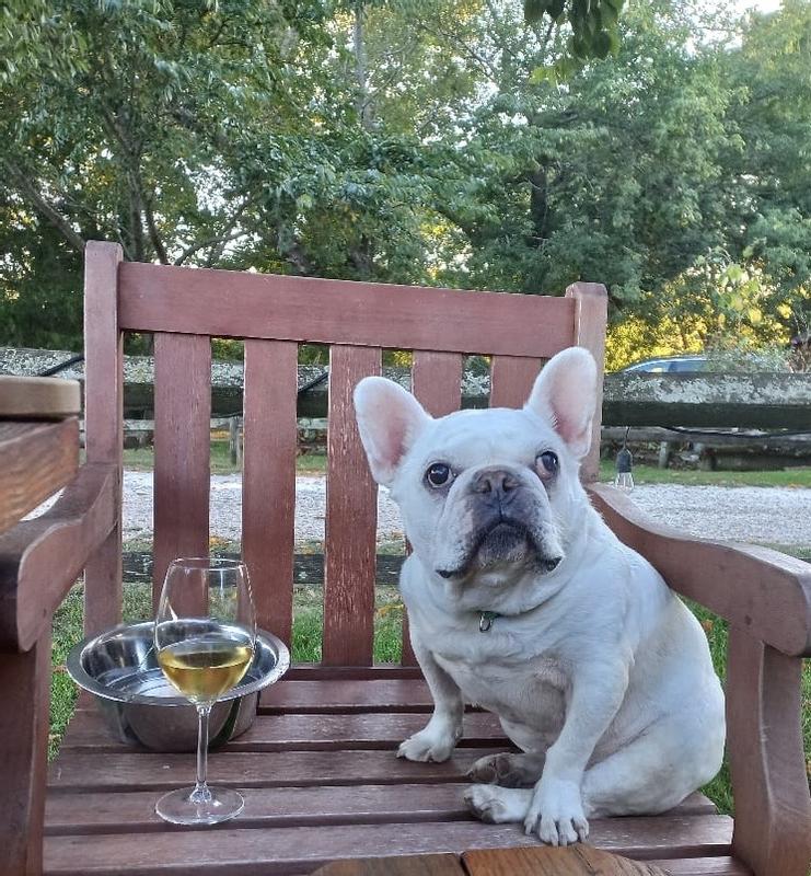 Purina Pro Plan Veterinary Diets OM Overweight Management Canine ...