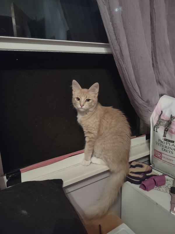 Purina Pro Plan Veterinary Diets UR Urinary St/Ox Feline Formula Dry ...