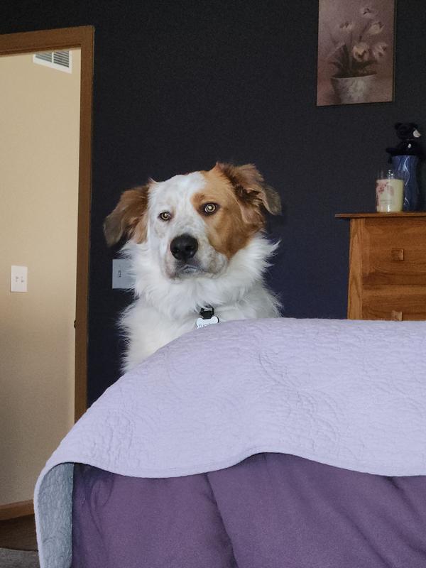 Purina Pro Plan Veterinary Diets OM Overweight Management Canine ...