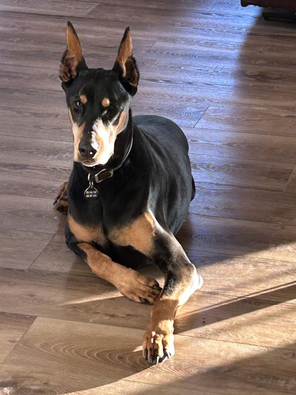 Purina Pro Plan Sensitive Skin & Stomach Lamb & Oat Dog Food 16 lbs