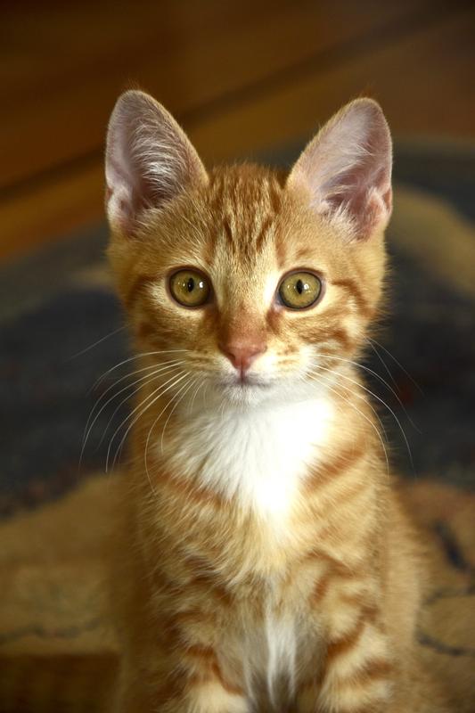 Purina Pro Plan Focus Indoor Care Turkey & Rice Formula Adult Dry Cat ...