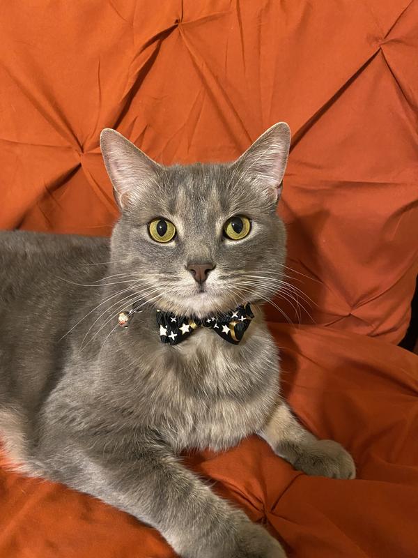 Purina Pro Plan Vet UR Urinary St/Ox Dry Cat Food, 6 lbs. | Petco