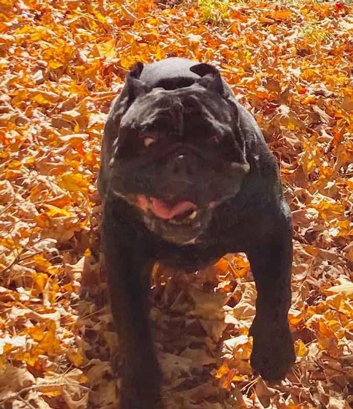 Purina Pro Plan Veterinary Diets OM Overweight Management Canine ...