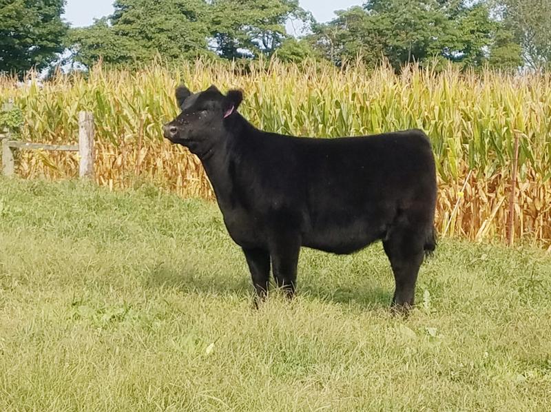 Purina Precon Complete Cattle Starter Calf Medicated DX Feed with RX3 ...