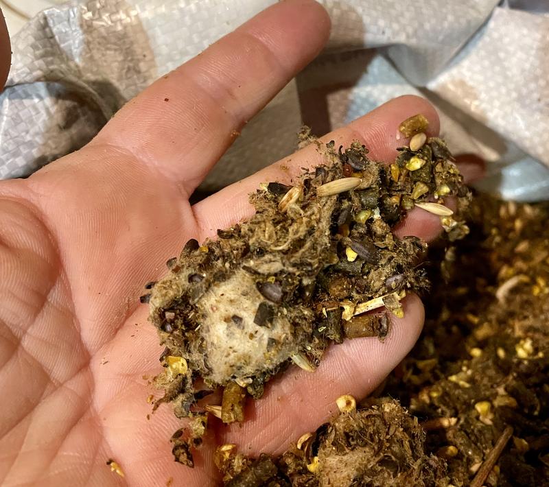 Purina Honor Show Grower 15% DX Pellet/Grain Lamb Feed at Tractor Supply Co