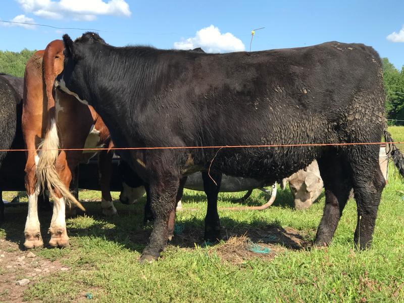 Purina Stocker Grower Pelleted Cattle Feed, 50 lb. Bag at Tractor ...