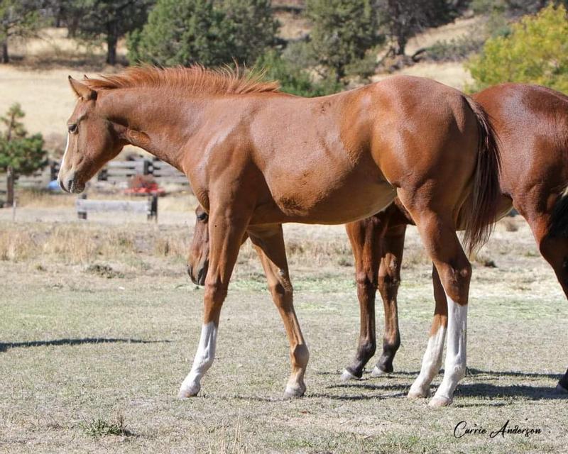 Purina Omolene #300 Growth Foal and Lactating Mare Horse Feed, 50 lb ...