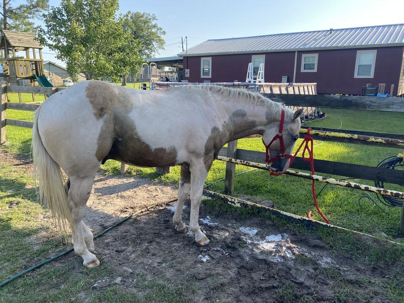 Purina Ultium Growth Formula Horse Feed, 50 lb. Bag at Tractor Supply Co