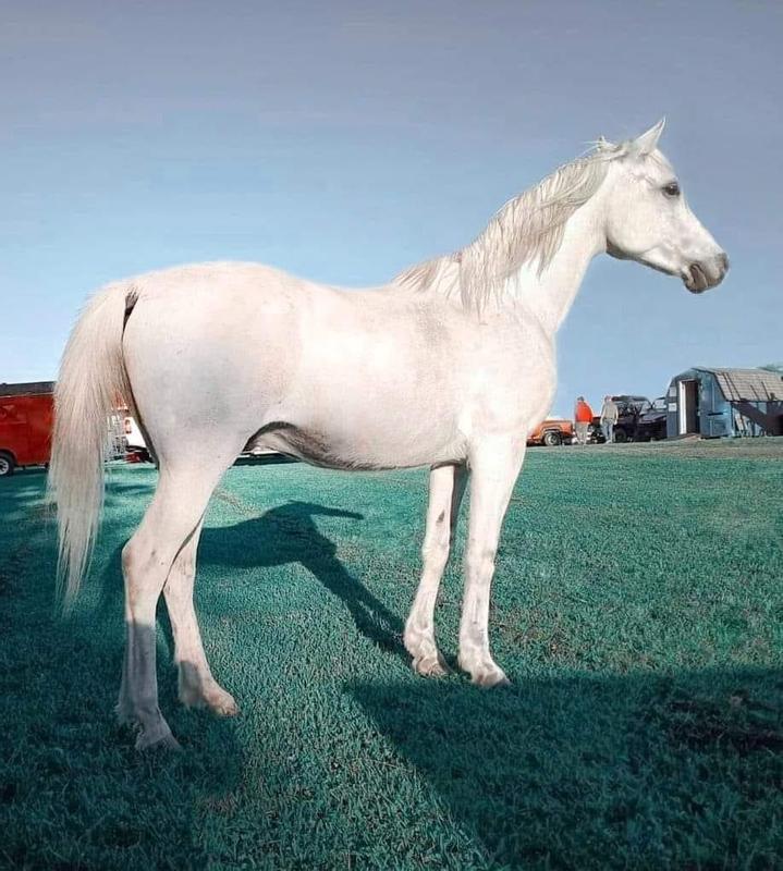 Purina Smart Edge Horse Feed, 50 lb. Bag at Tractor Supply Co.