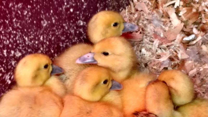 Purina Meat Bird Non-Medicated Crumbles Chicken Feed, 40 lb. Bag at ...