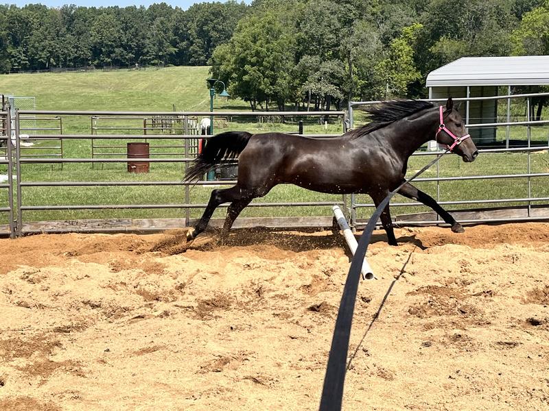 Purina MQ Systemiq Horse Probiotic Supplement, 2 lb. at Tractor Supply Co.