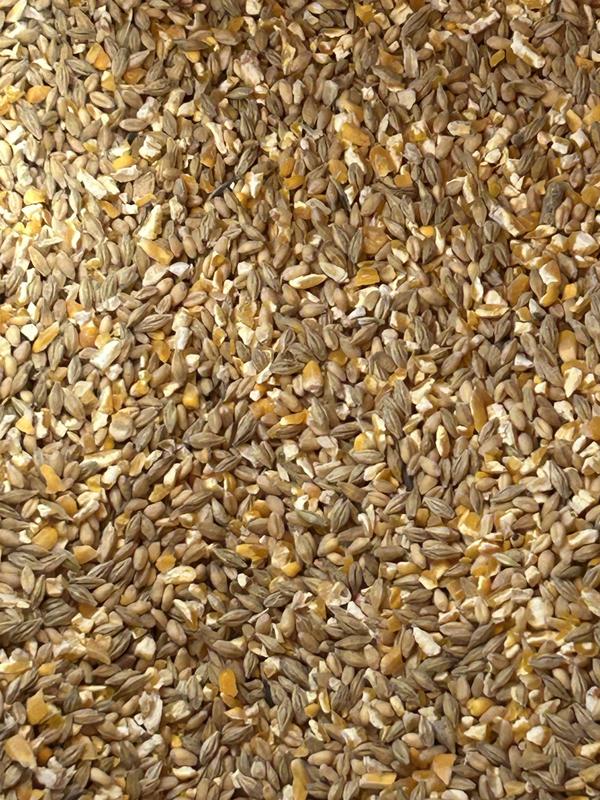 Purina Organic Premium Chicken Scratch Grains, 35 lb. Bag at Tractor ...