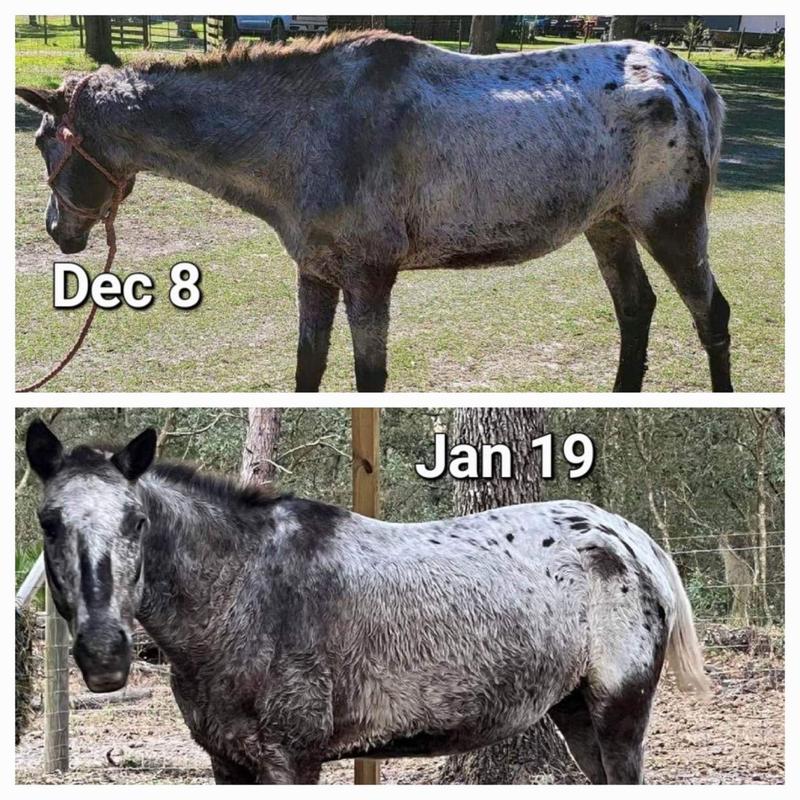 Purina Strategy Healthy Edge Horse Feed, 50 lb. Bag at Tractor Supply Co