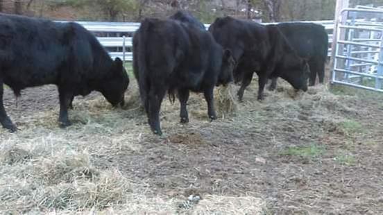 Purina Stocker Grower Pelleted Cattle Feed, 50 lb. Bag at Tractor ...