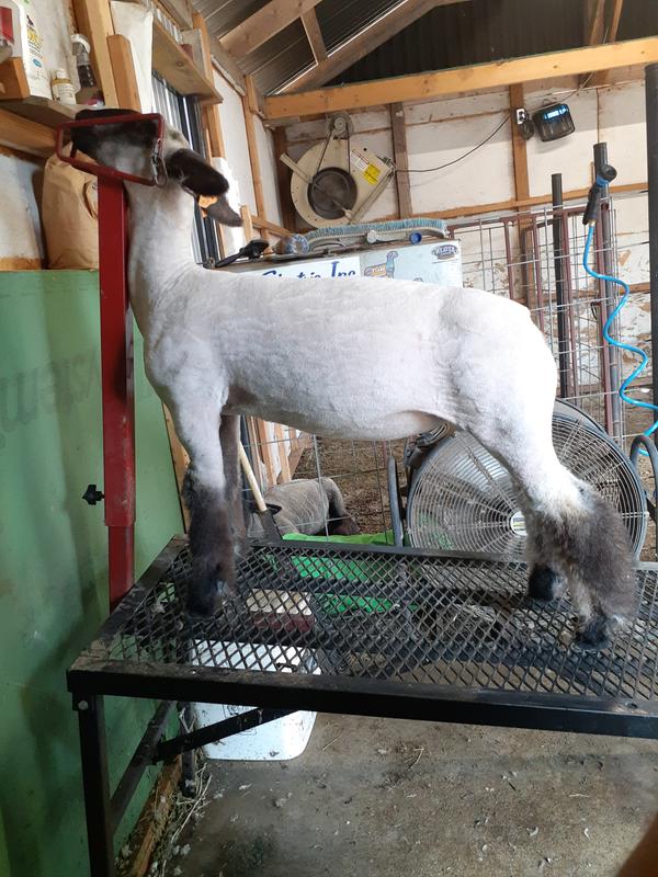 Purina Lamb Grower Complete B30 Medicated Pelleted Lamb Feed, 50 lb ...