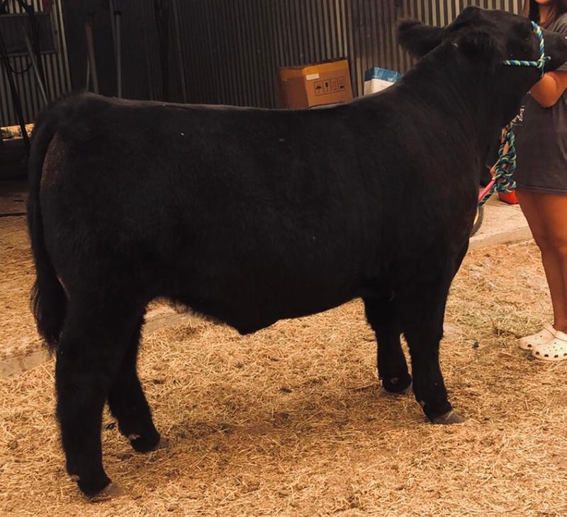 Purina Precon Complete Cattle Starter Calf Medicated DX Feed with RX3 ...