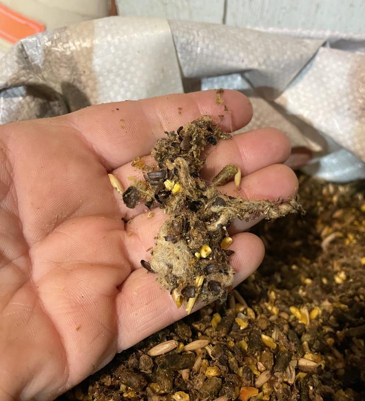 Purina Honor Show Grower 15% DX Pellet/Grain Lamb Feed at Tractor Supply Co