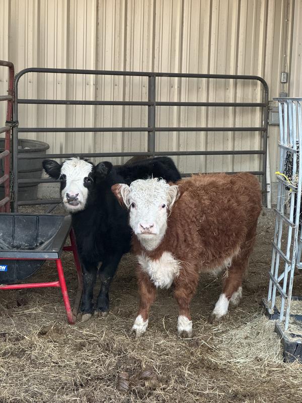 Purina Precon Complete Cattle Starter Calf Medicated DX Feed with RX3 ...