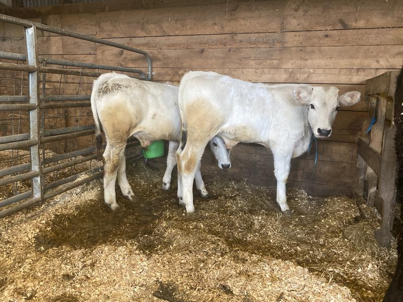 Purina Precon Complete Cattle Starter Calf Medicated DX Feed with RX3 ...