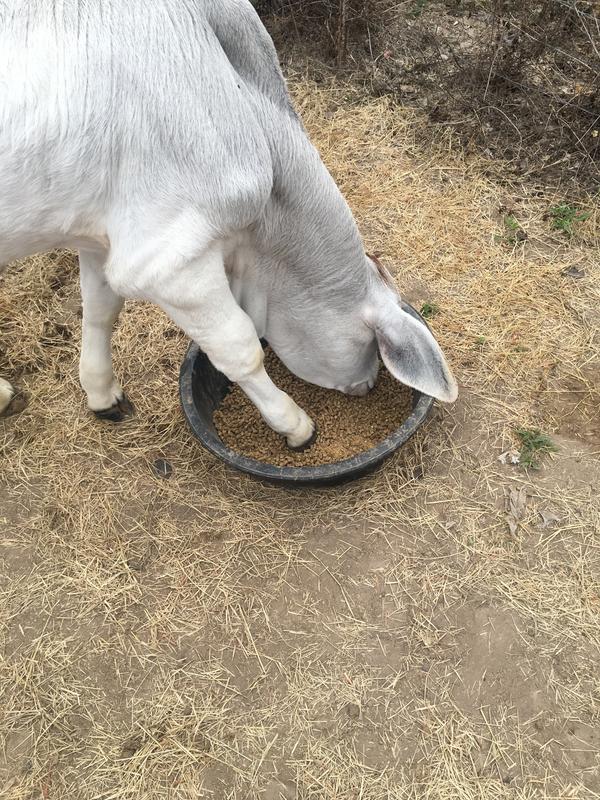 Purina Precon Complete Cattle Starter Calf Medicated DX Feed with RX3 ...