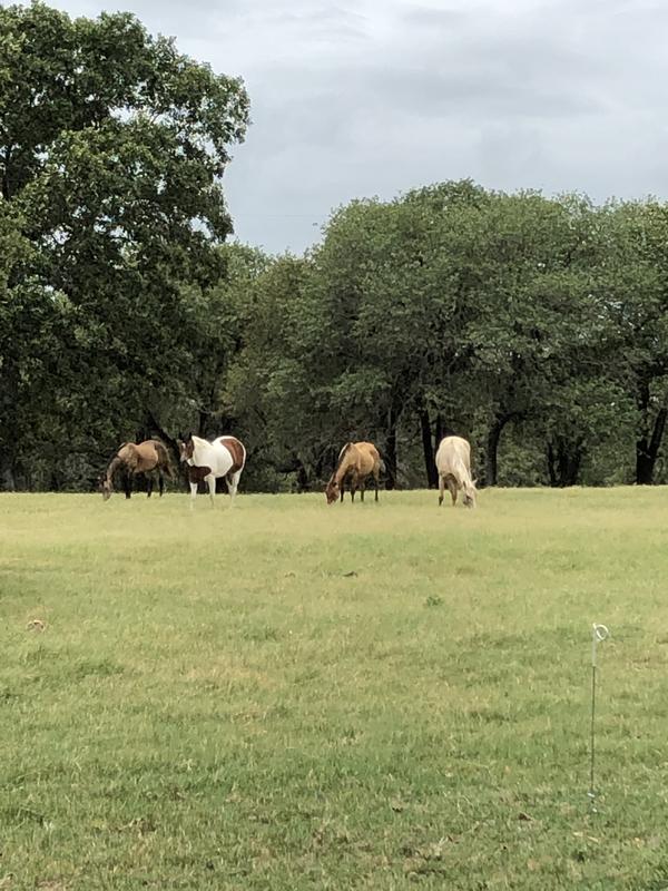 Purina Strategy Healthy Edge Horse Feed, 50 lb. Bag at Tractor Supply Co