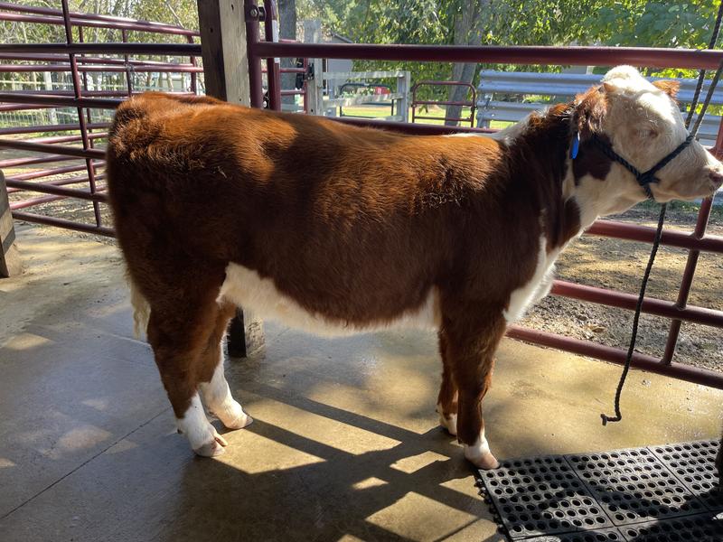 Purina Precon Complete Cattle Starter Calf Medicated DX Feed with RX3 ...