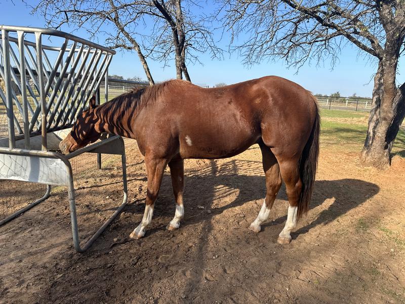 Purina Strategy Healthy Edge Horse Feed, 50 lb. Bag at Tractor Supply Co