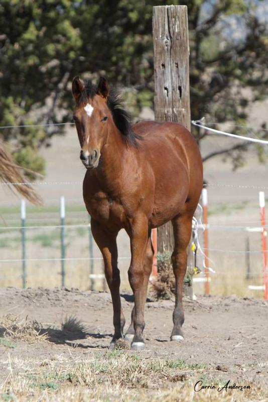 Purina Omolene #300 Growth Foal and Lactating Mare Horse Feed, 50 lb ...