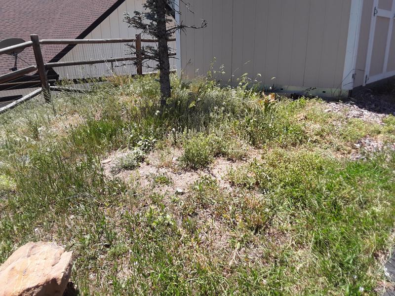 Shop Roundup Lawn Rescue & Refresh Kit: Weed Killer, Fertilizer & Mulch ...