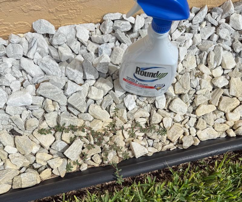Roundup Weed and Grass Killer4 24-fl oz Trigger Spray Weed and Grass ...