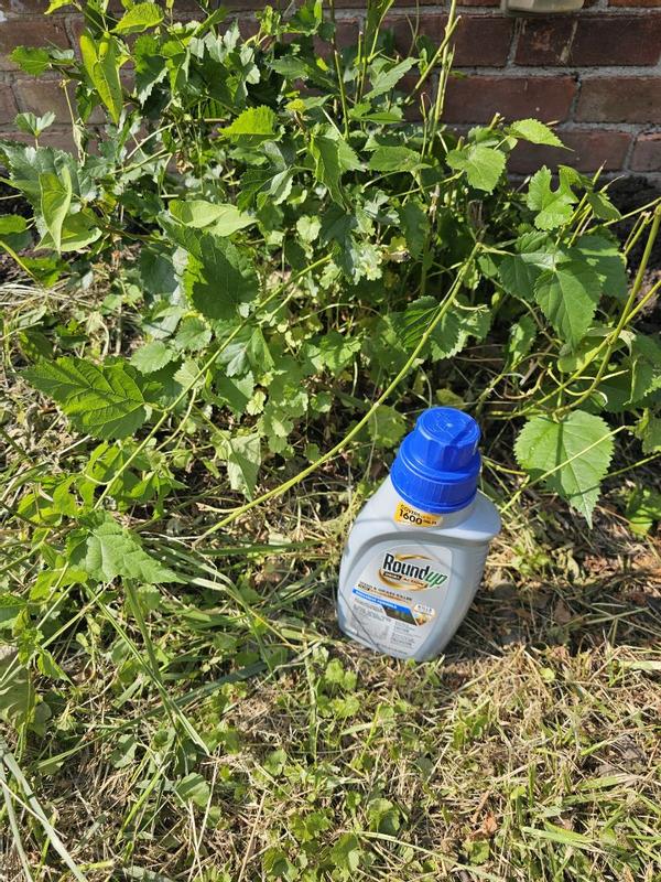 Roundup Poison Ivy Plus Tough Brush Killer Concentrate at Tractor Supply Co