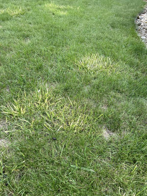 Roundup For Lawns 1-Gallon Ready to Use Crabgrass Control 4386015 at ...