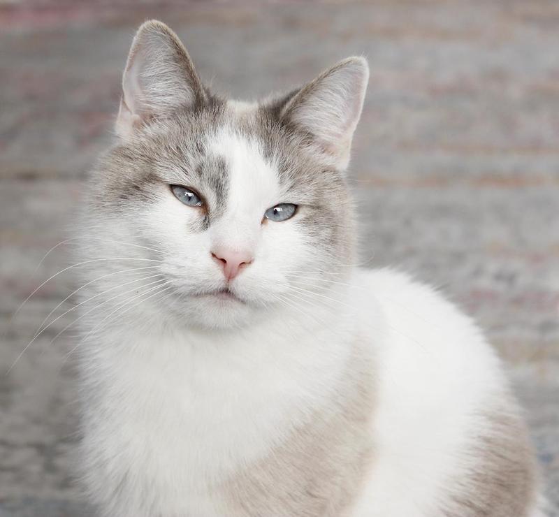 Royal Canin Veterinary Diet Selected Protein with Pea and Rabbit Wet ...