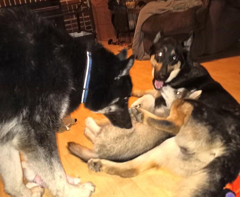 Royal Canin Large Breed Adult Dog Food 6 lbs