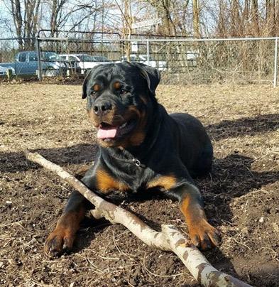 Rottweiler Puppies 6 Months