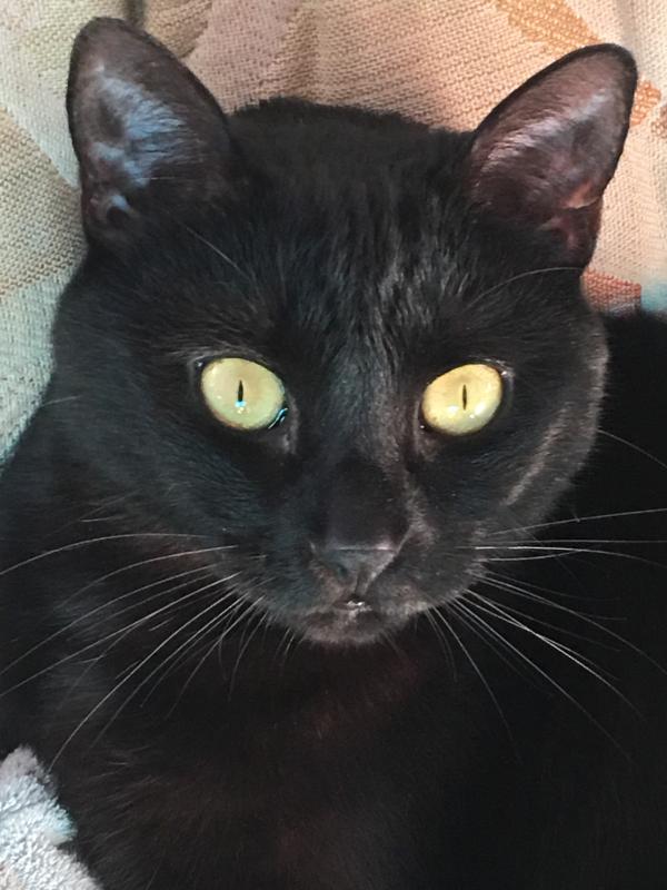 Royal Canin Veterinary Diet Selected Protein with Pea and Rabbit Wet ...