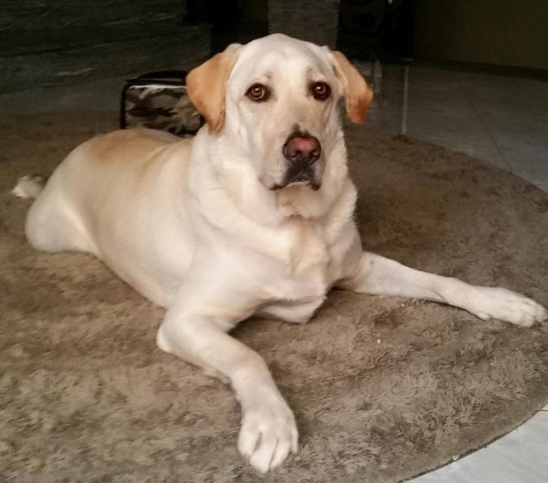 14 Week Old Lab Weight Loss - designstudioposts