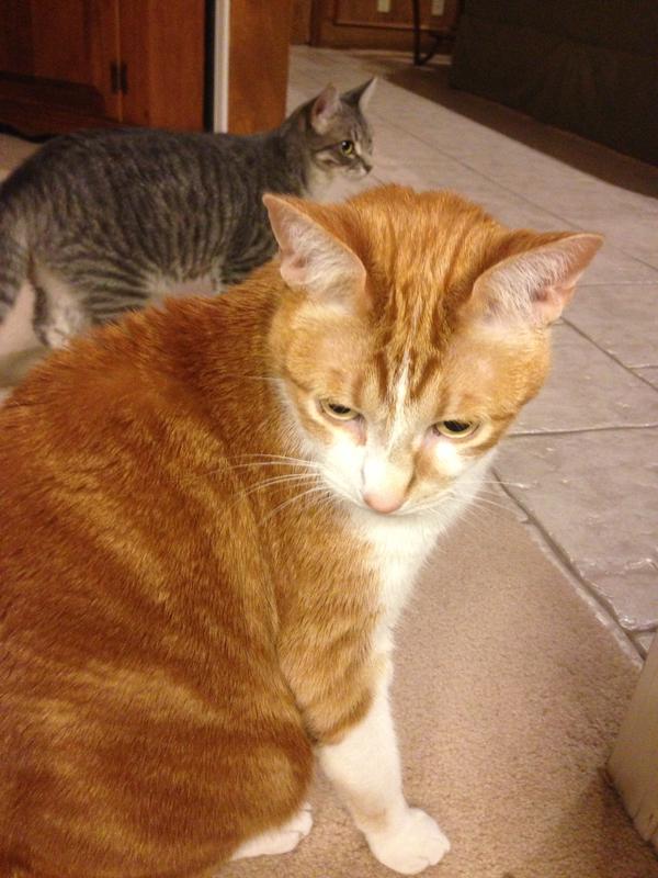 Royal Canin Urinary SO Cat Food 17.6 lbs - Bladder & Health Support